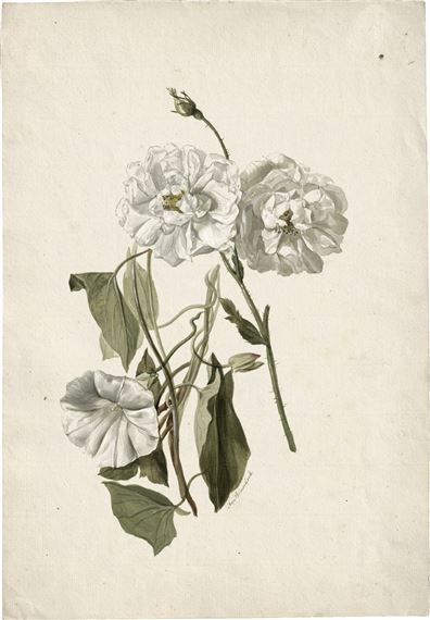 Franz Blascheck | Weiße Teerosen und Ackerwinde | MutualArt