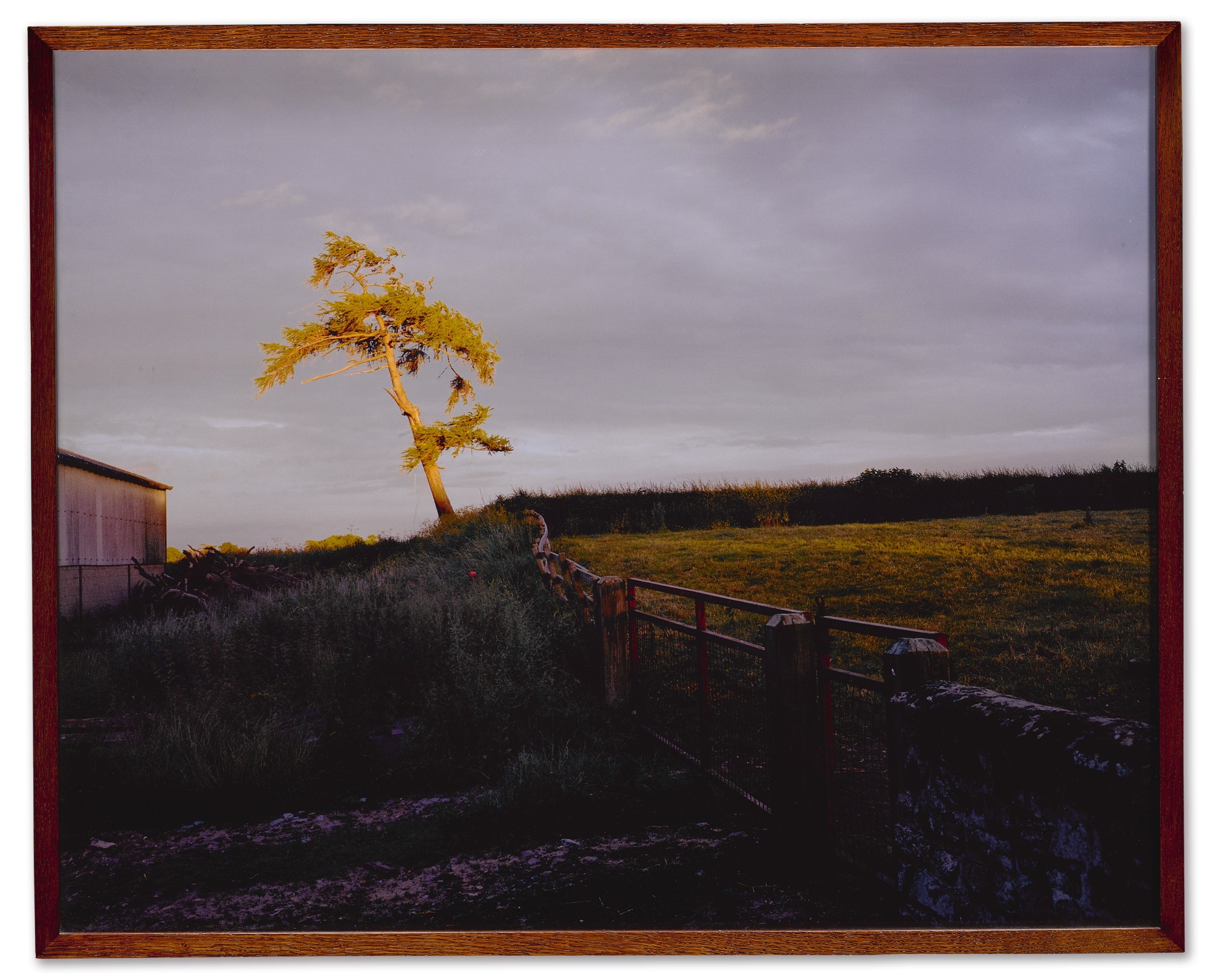 Sam Taylor-Wood | SELF PORTRAIT AS A TREE (2000) | MutualArt