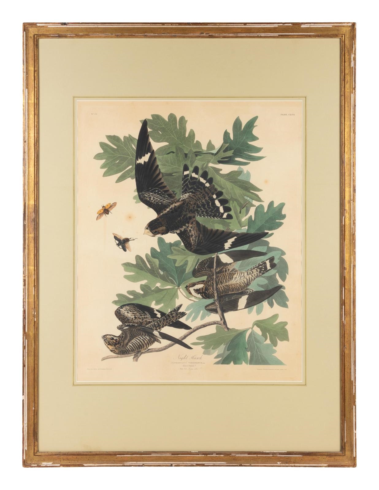 John James Audubon | Nighthawk | MutualArt