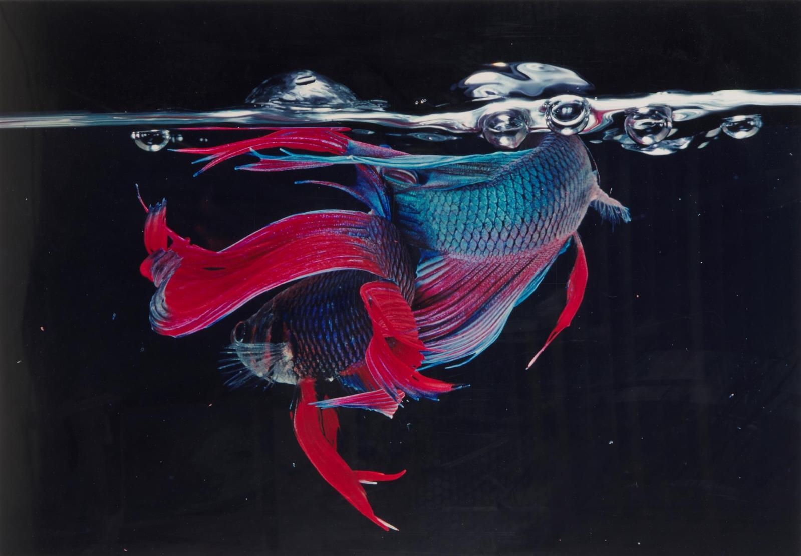 Hiro | Fighting fish | MutualArt