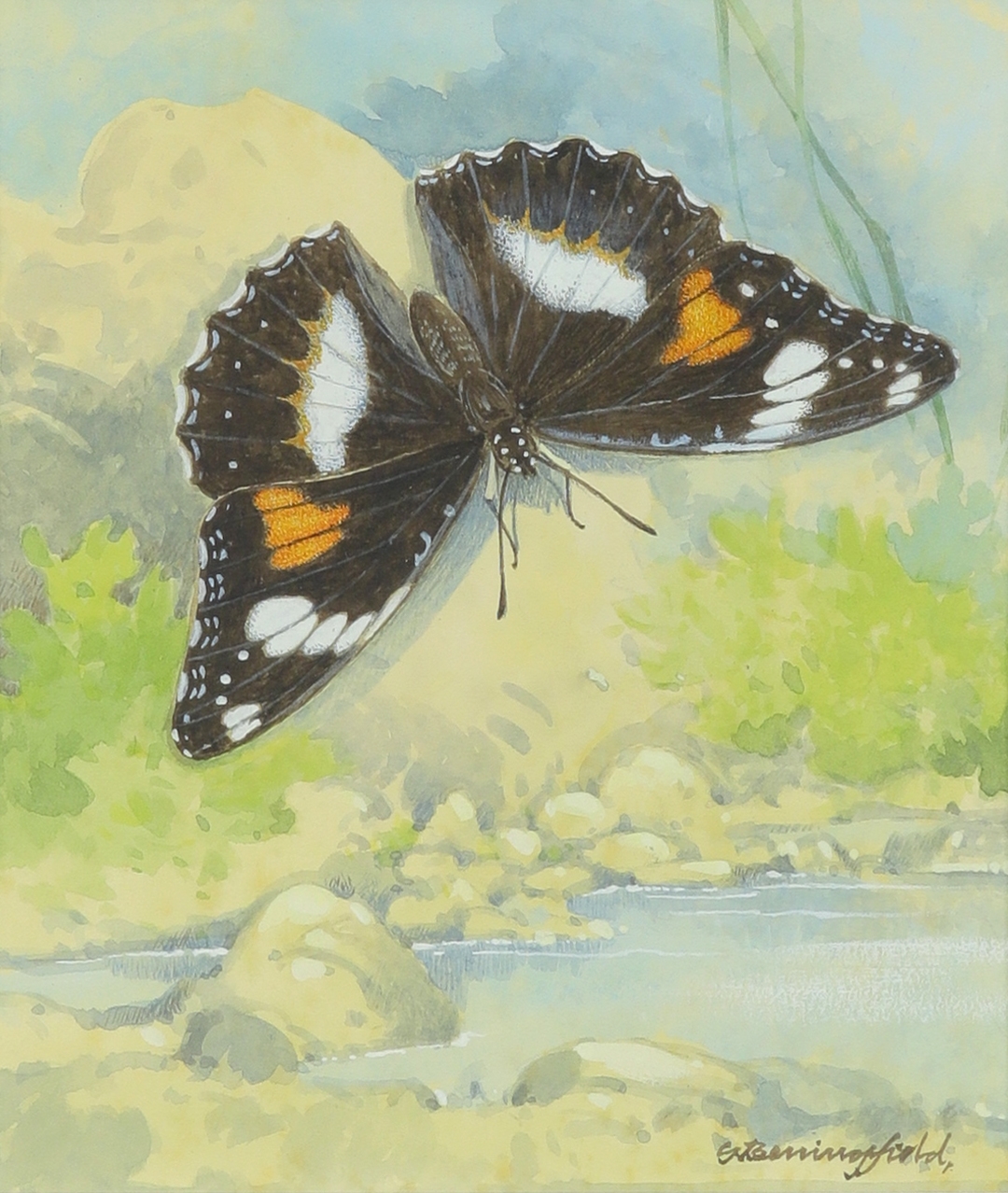 Gordon Beningfield | Common eggfly (Hypolimnas bolina) | MutualArt
