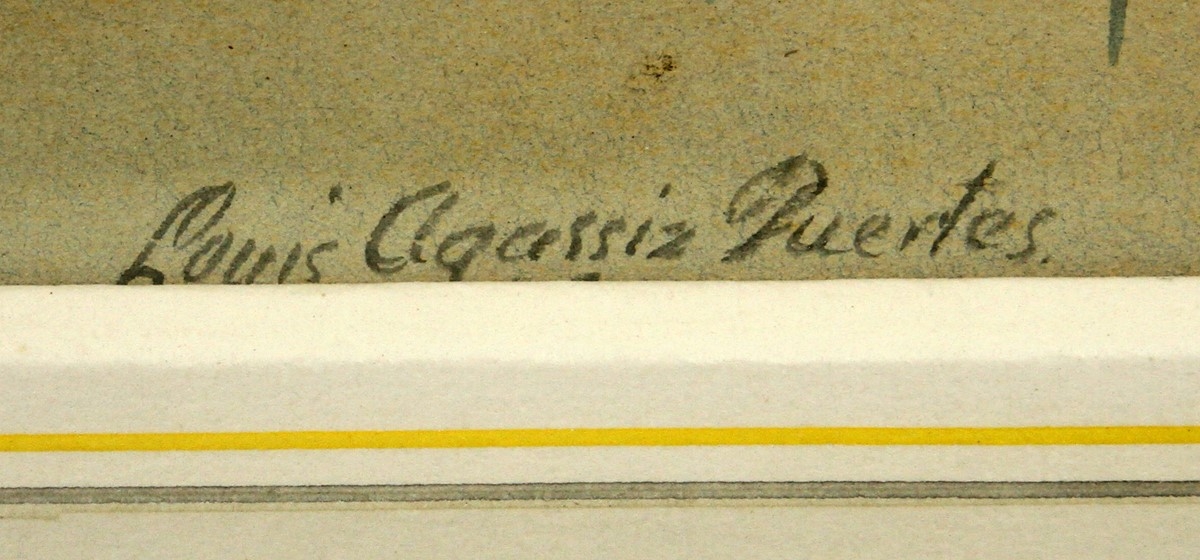 Louis Agassiz Fuertes | MALLARD | MutualArt