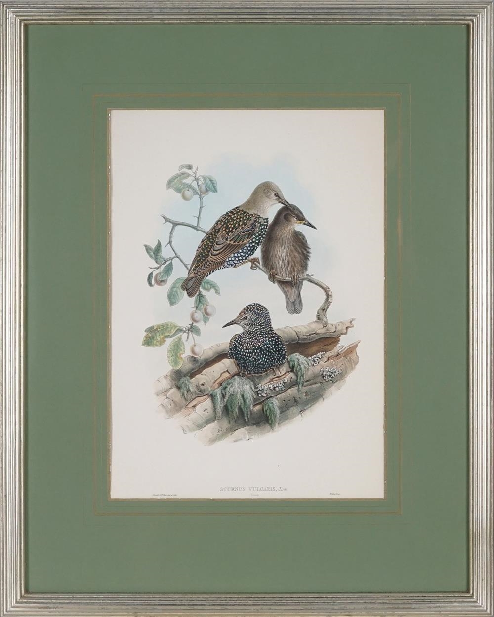 John Gould | STURNUS VULGARIS (Common Starling) | MutualArt