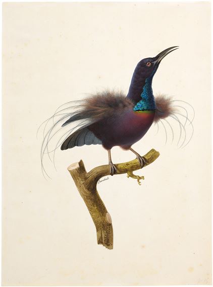Jacques Barraband | MAGNIFICENT RIFLEBIRD (PTILORIS MAGNIFICUS) | MutualArt