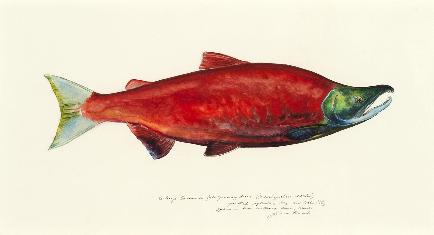 James Prosek | SockeyeSalmon in Full Spawning Dress (1998) | MutualArt