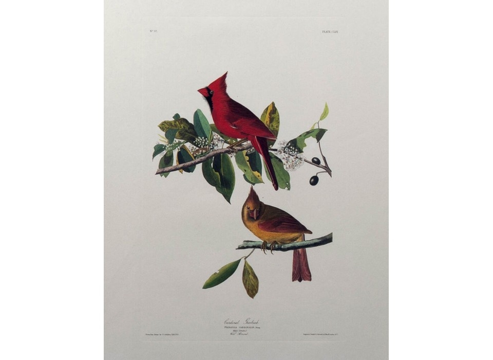 John James Audubon | Cardinal Grosbeak | MutualArt