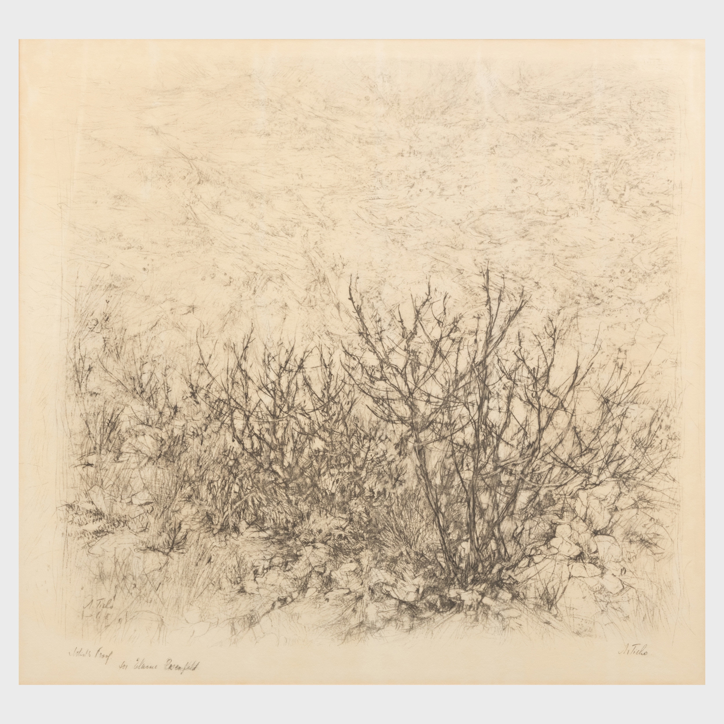 Anna Ticho | Jerusalem Brush | MutualArt