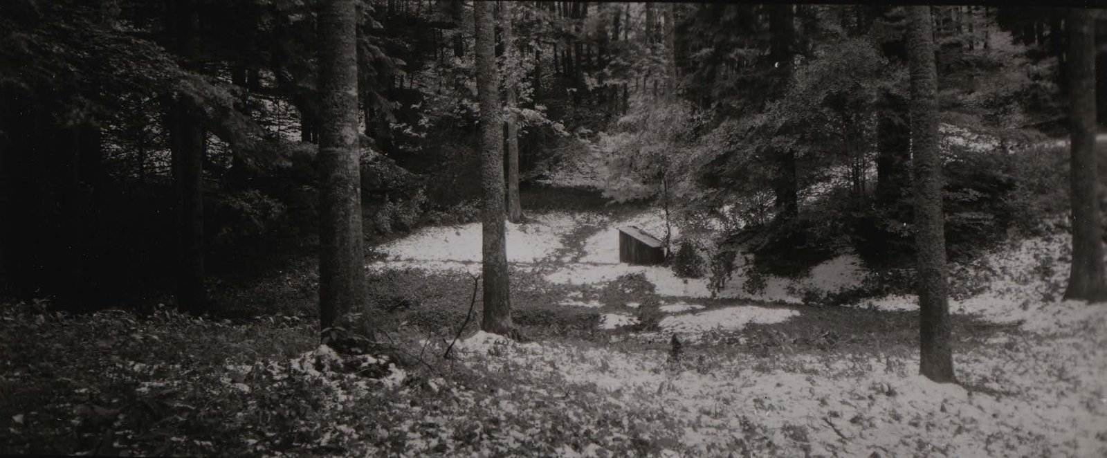Josef Sudek | Sans titre, Forêt de Mionsi (1950 - 1970) | MutualArt