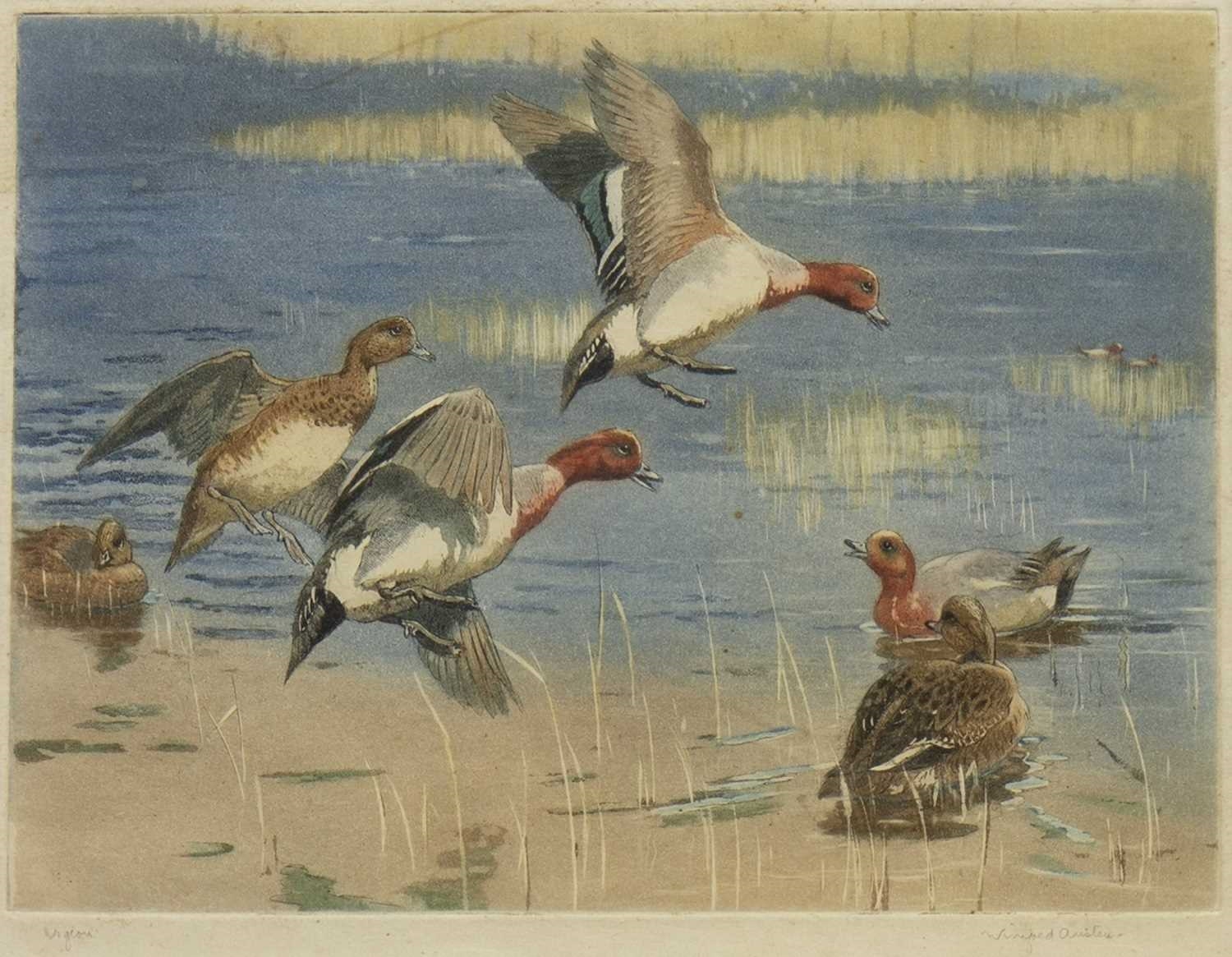 Winifred Austen | DUCKS IN THE WILD | MutualArt