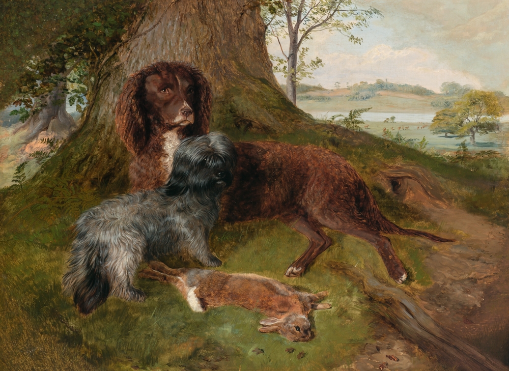 Tweed Water Spaniel