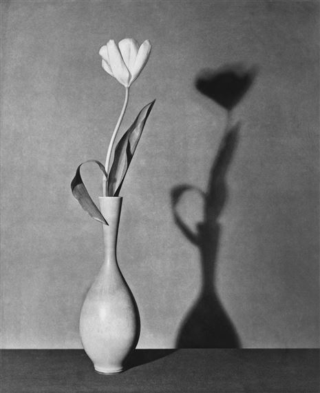 Robert Mapplethorpe | Tulip. (1984) | MutualArt
