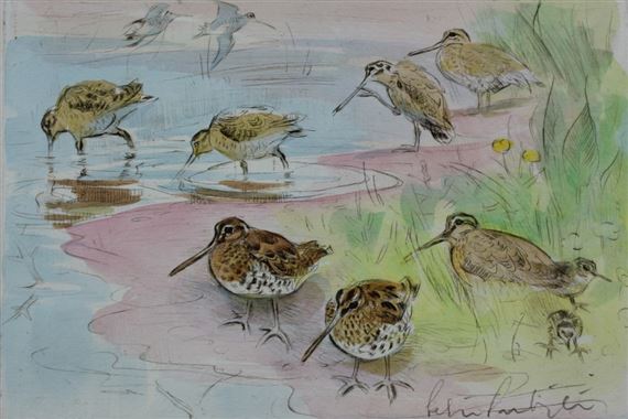 Peter Partington | collection of unframed works including bird studies ...