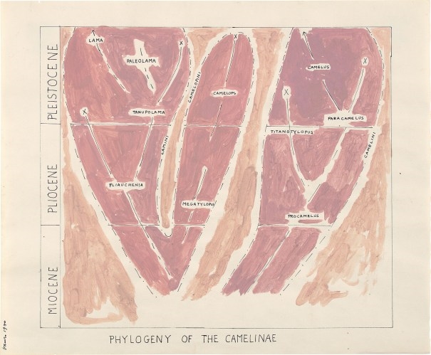 Nancy Graves | Phylogeny of the Camelinae (1970) | MutualArt