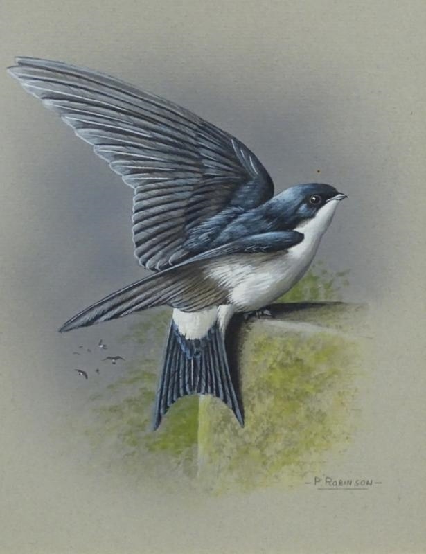 Peter Robinson | Swift | MutualArt