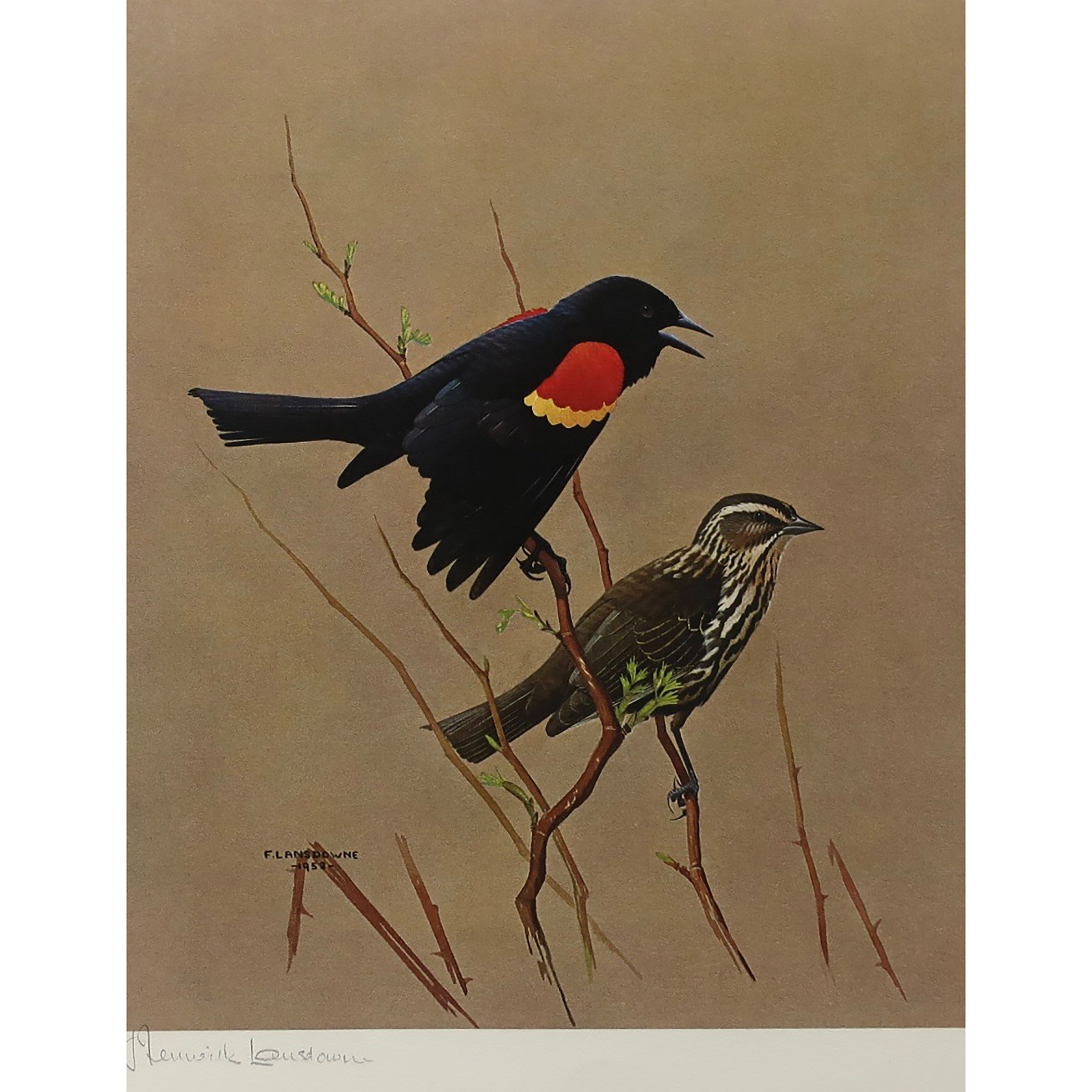 James Fenwick Lansdowne | VARIOUS BIRD STUDIES | MutualArt
