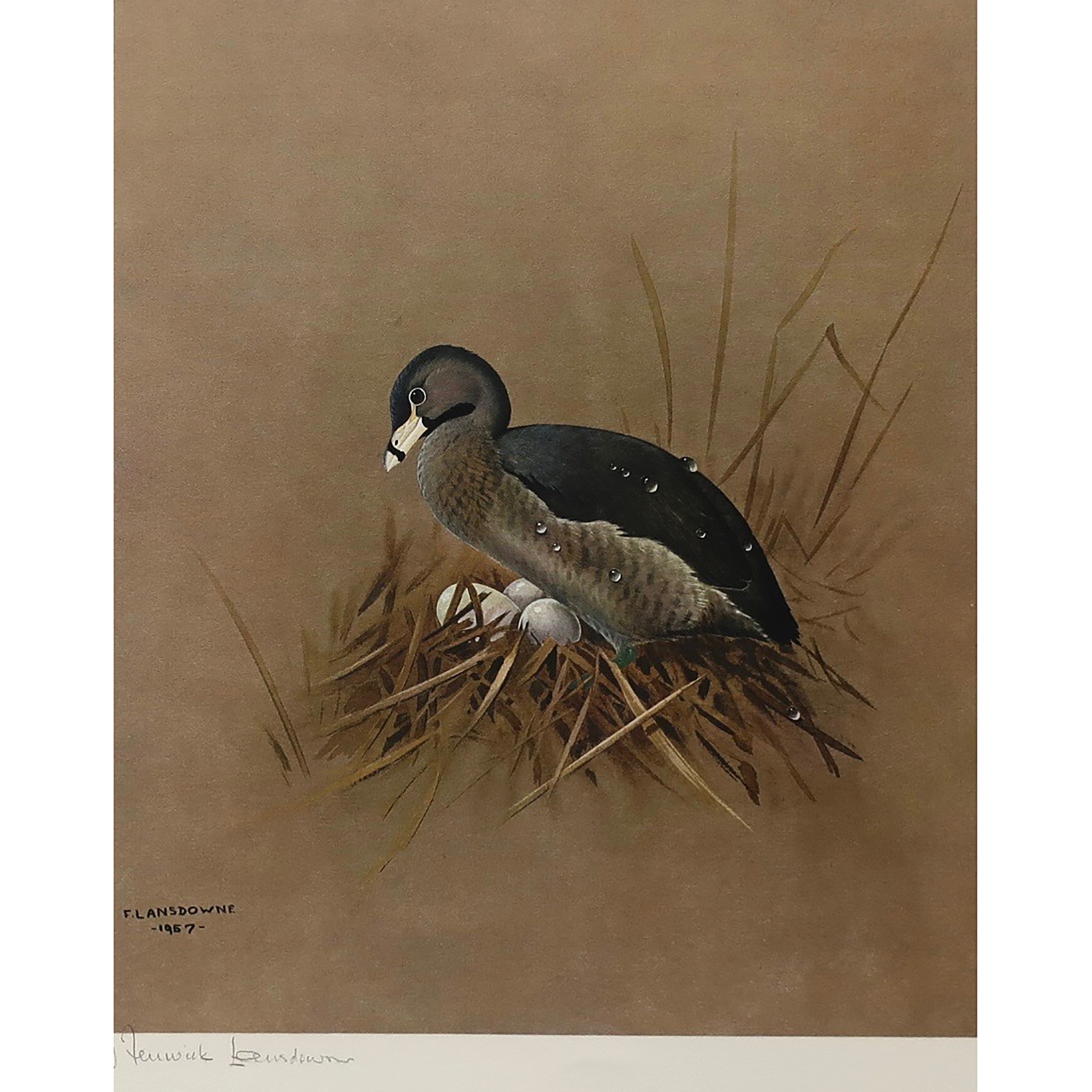 James Fenwick Lansdowne | VARIOUS BIRD STUDIES | MutualArt