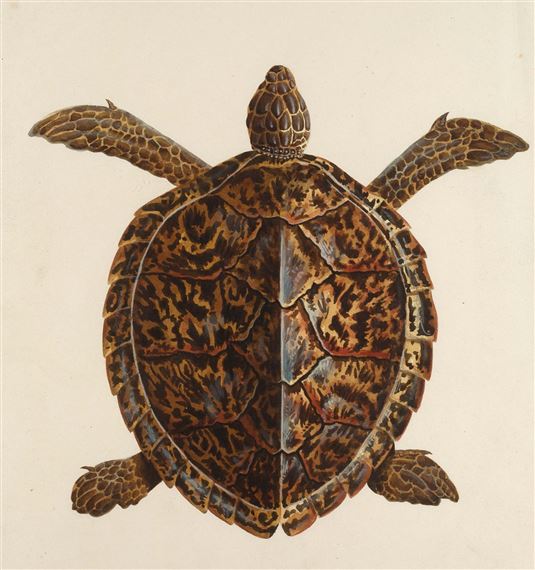 Jan De Bruyn | Sea turtle seen from above | MutualArt