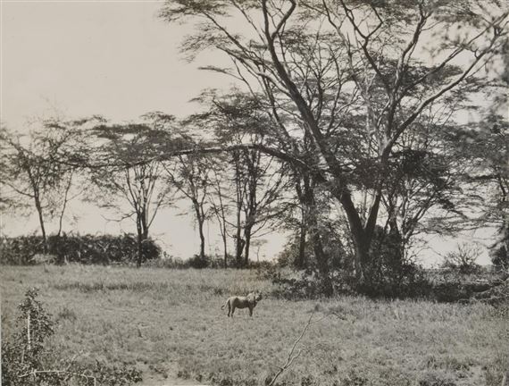 Ernest Hemingway | Chasse au lion (1934) | MutualArt