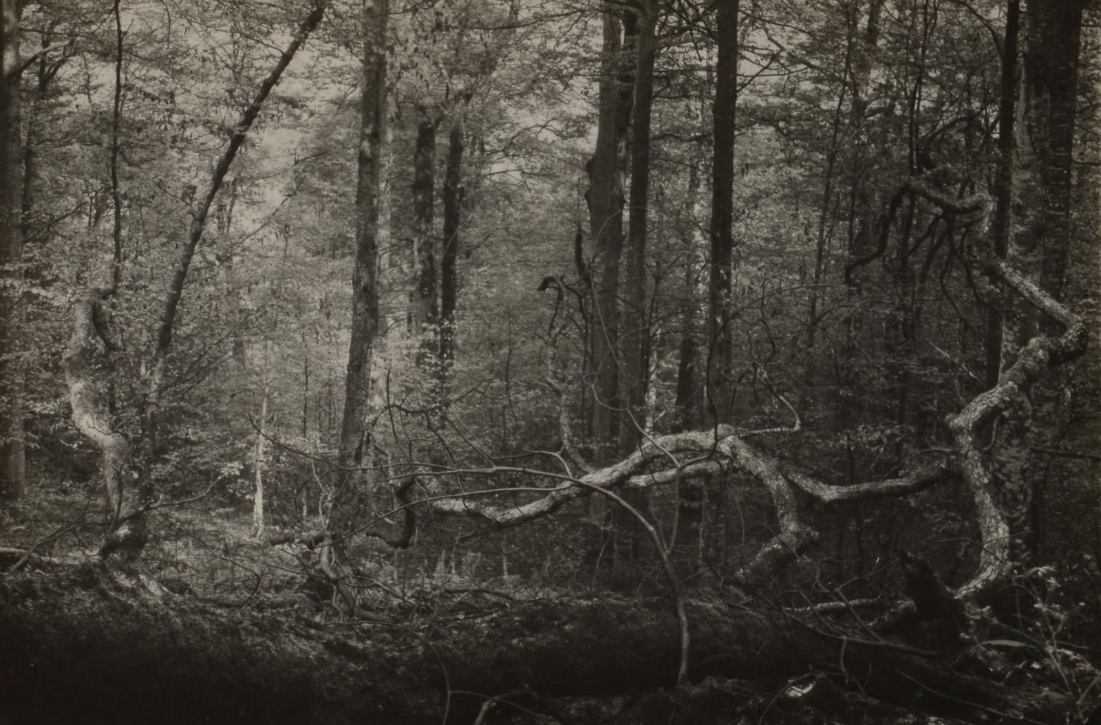 Josef Sudek | La Fôret de Mionsi (1953) | MutualArt