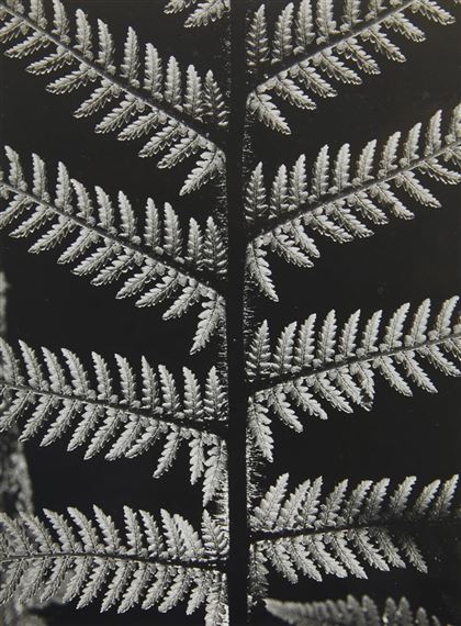 John Johns | Fern Frond (1972) | MutualArt
