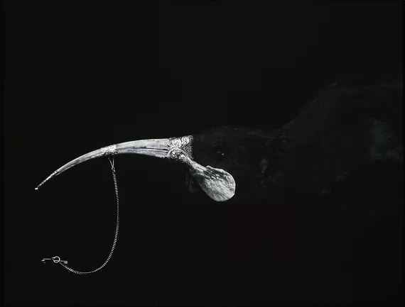 Fiona Pardington | Captive Female Huia (2017) | MutualArt