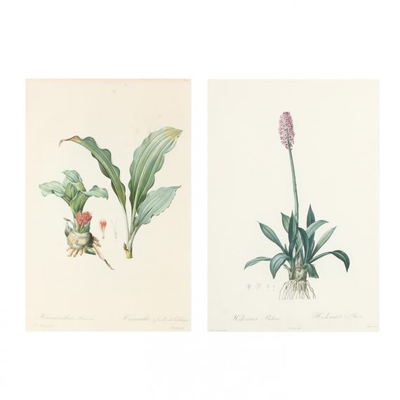 Pierre-Joseph Redouté | Two Botanical Prints | MutualArt