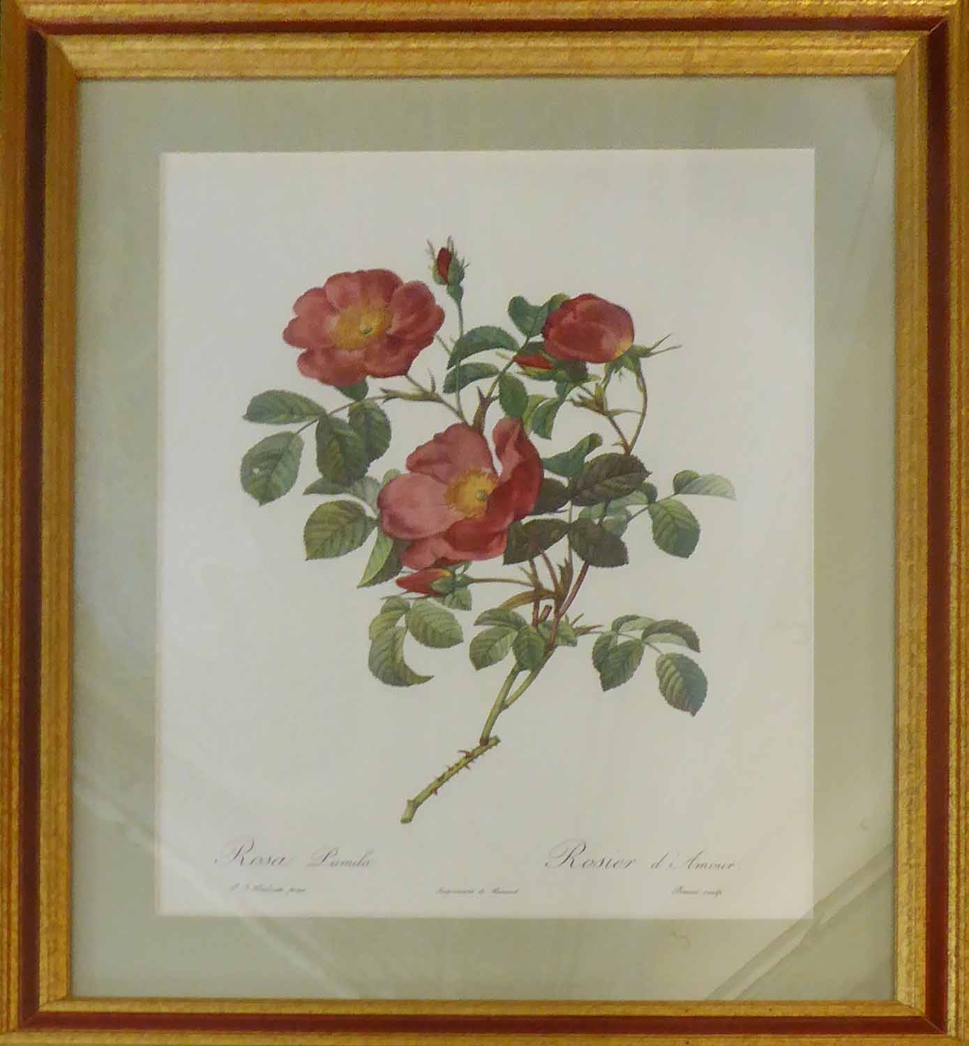 Pierre-Joseph Redouté | Nine Works: 'Roses' (1954) | MutualArt
