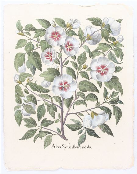 Besler, Basilius | 266 Artworks | MutualArt