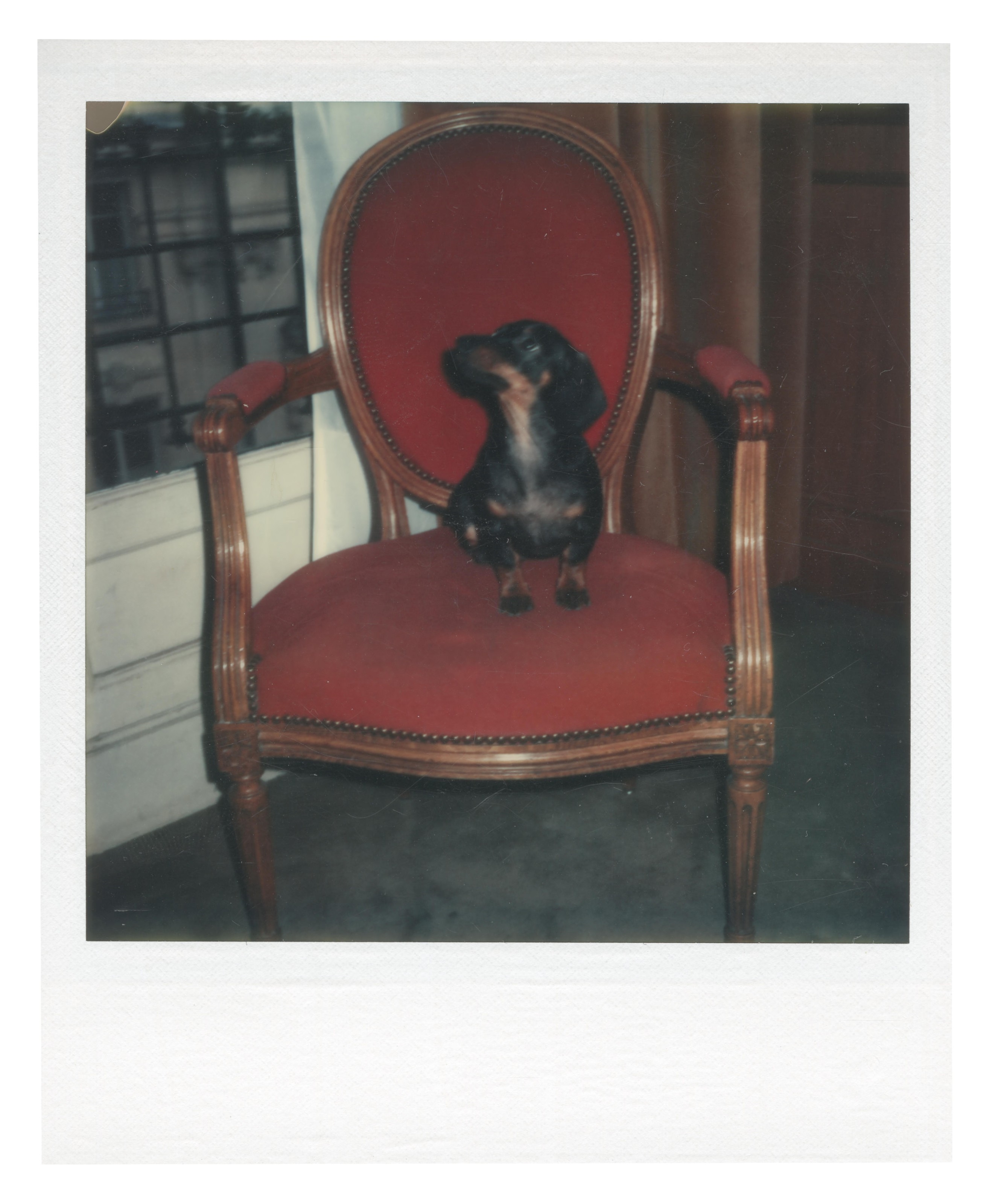Andy Warhol Painting Of Dachshund