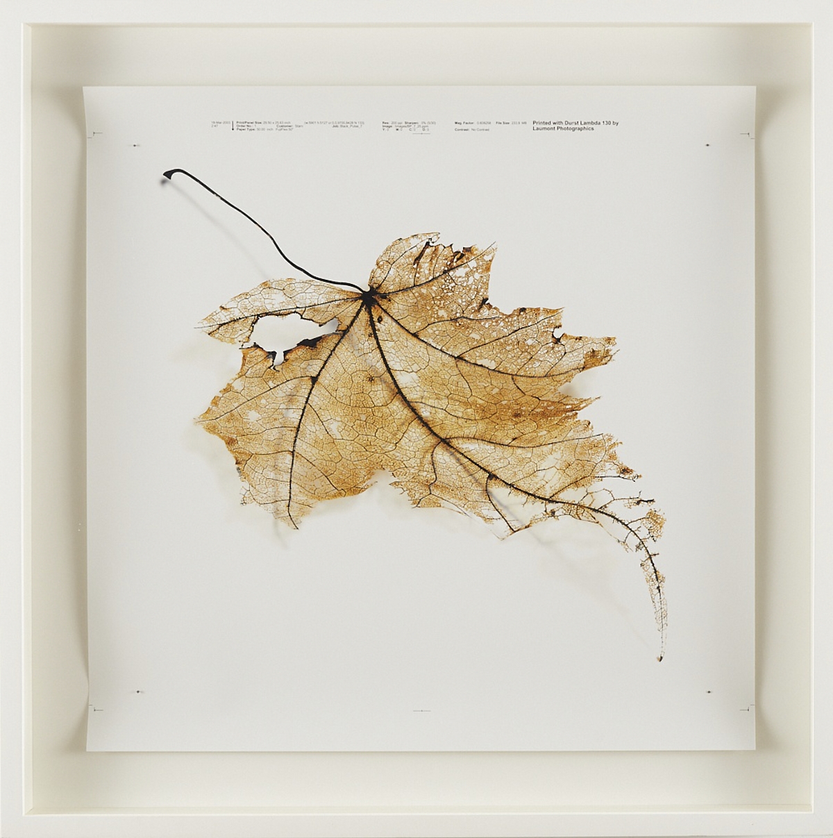 Doug & Mike Starn | Mike and Doug Starn Black Pulse #7 Lambda C-Print (2002 - 2003) | MutualArt