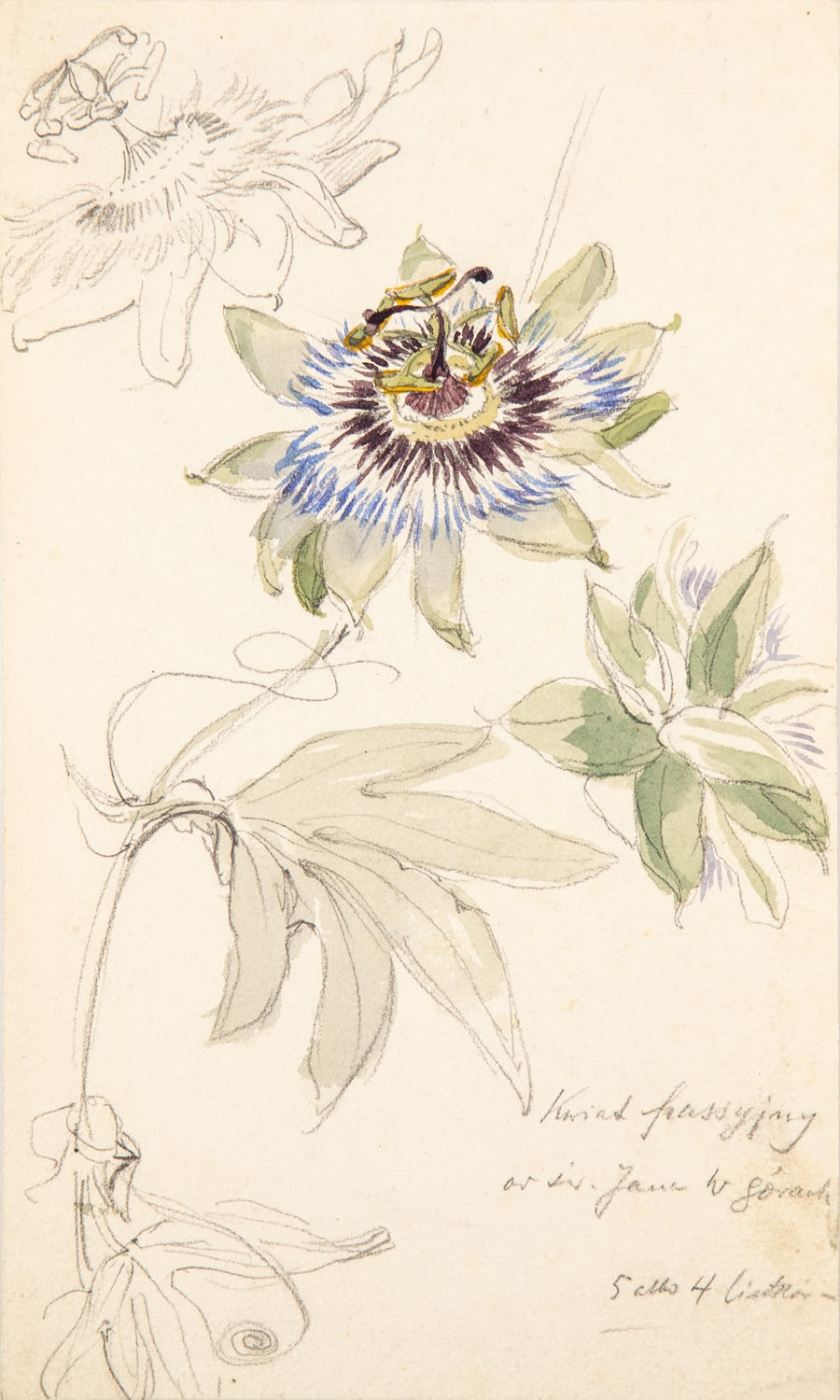 Passiflora Incarnata Drawing