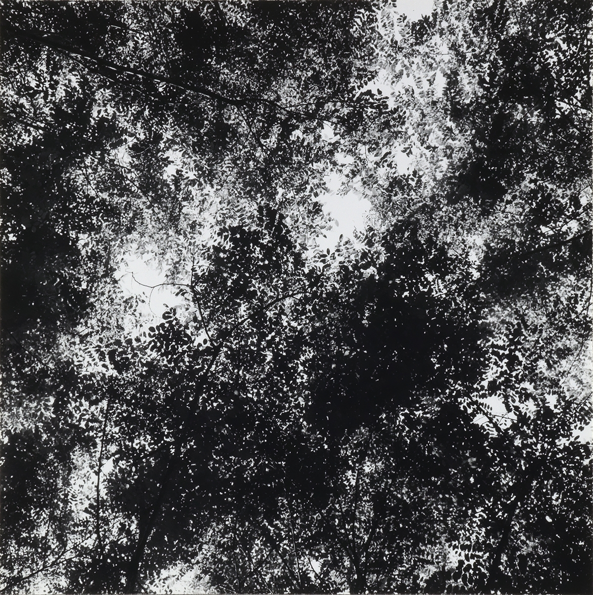 Tice George | Trees Portfolio, . | MutualArt