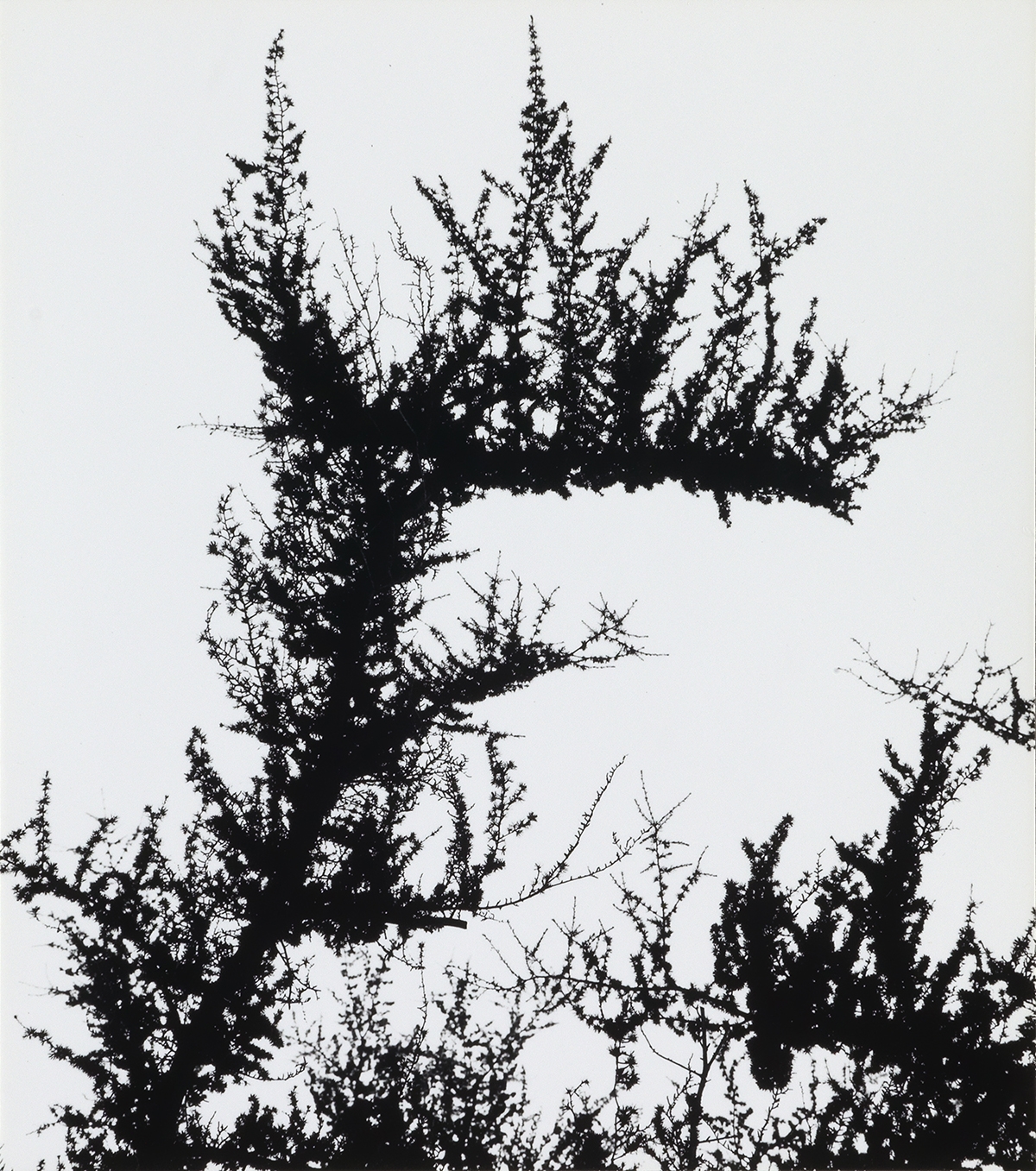 Tice George | Trees Portfolio, . | MutualArt