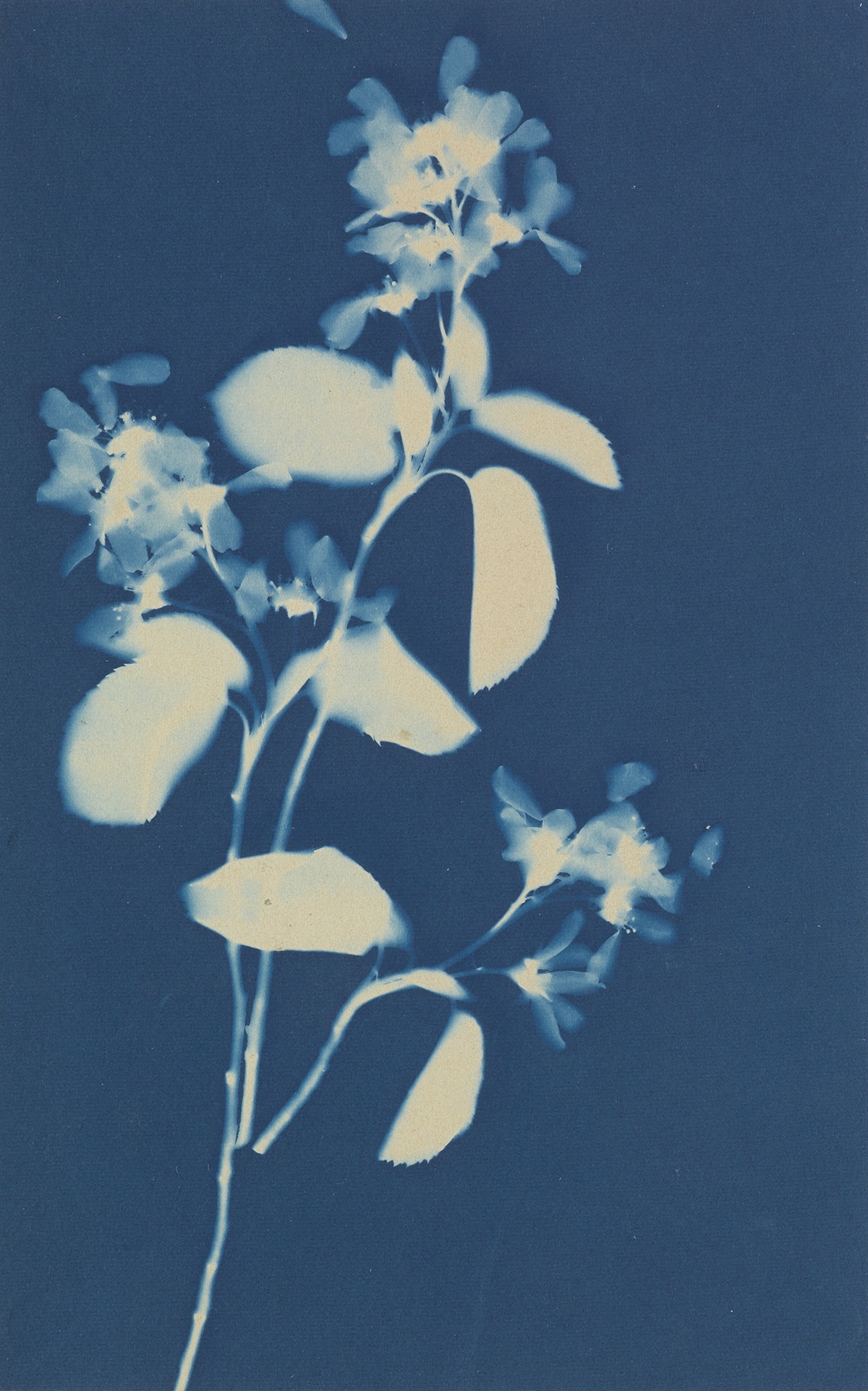Bertha Jaques | Group of 9 rich photograms of botanical specimens ...