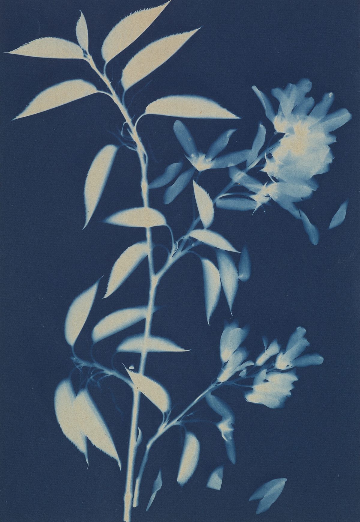Bertha Jaques | Group of 9 rich photograms of botanical specimens ...