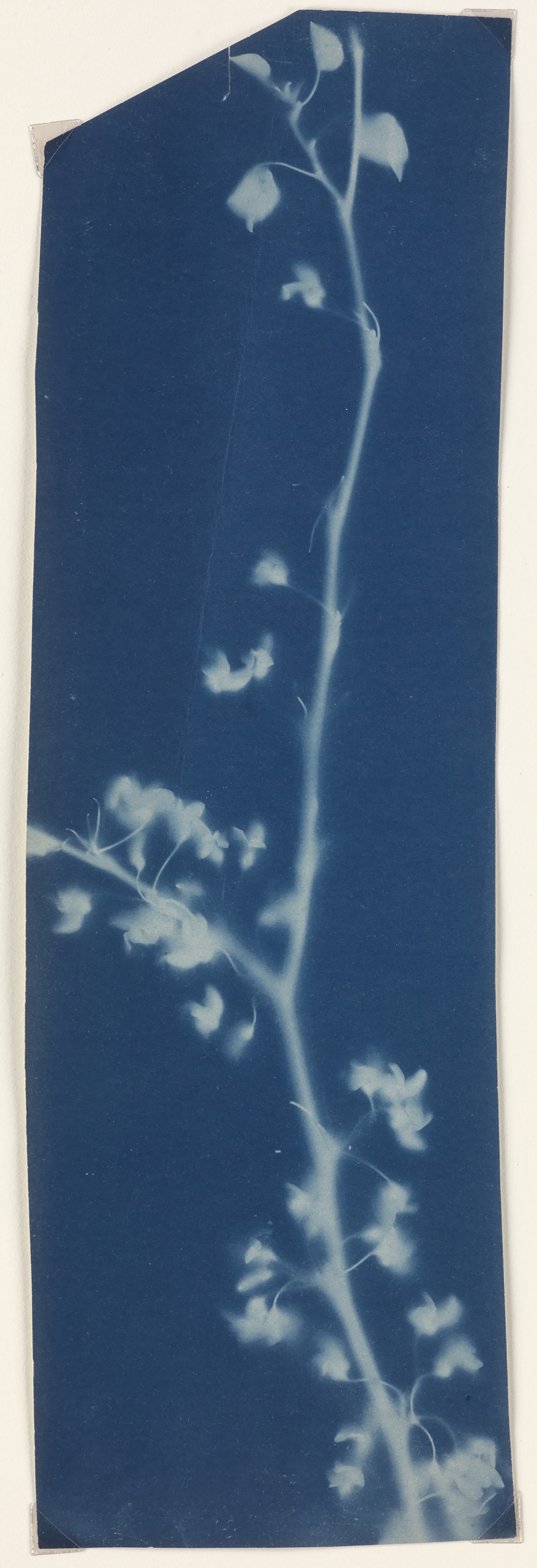 Bertha Jaques | Group of 9 rich photograms of botanical specimens ...