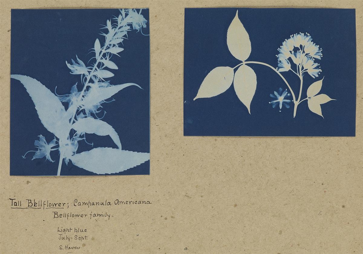 Bertha Jaques | Group of 9 rich photograms of botanical specimens ...