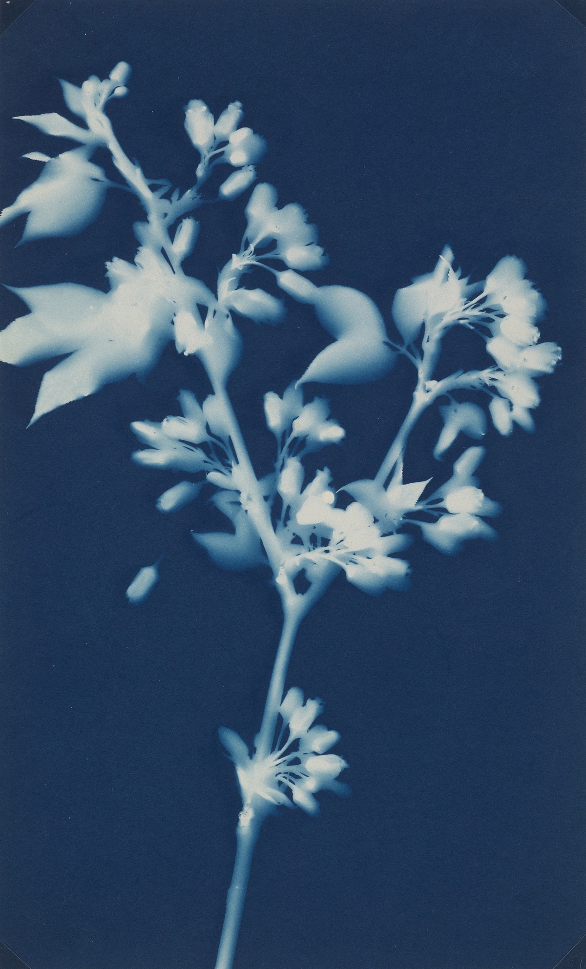 Bertha Jaques | Group of 9 rich photograms of botanical specimens ...