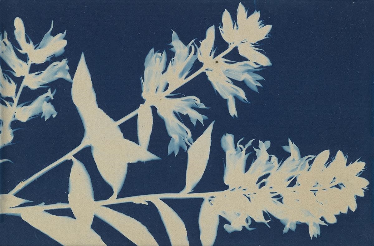 Bertha Jaques | Group of 9 rich photograms of botanical specimens ...