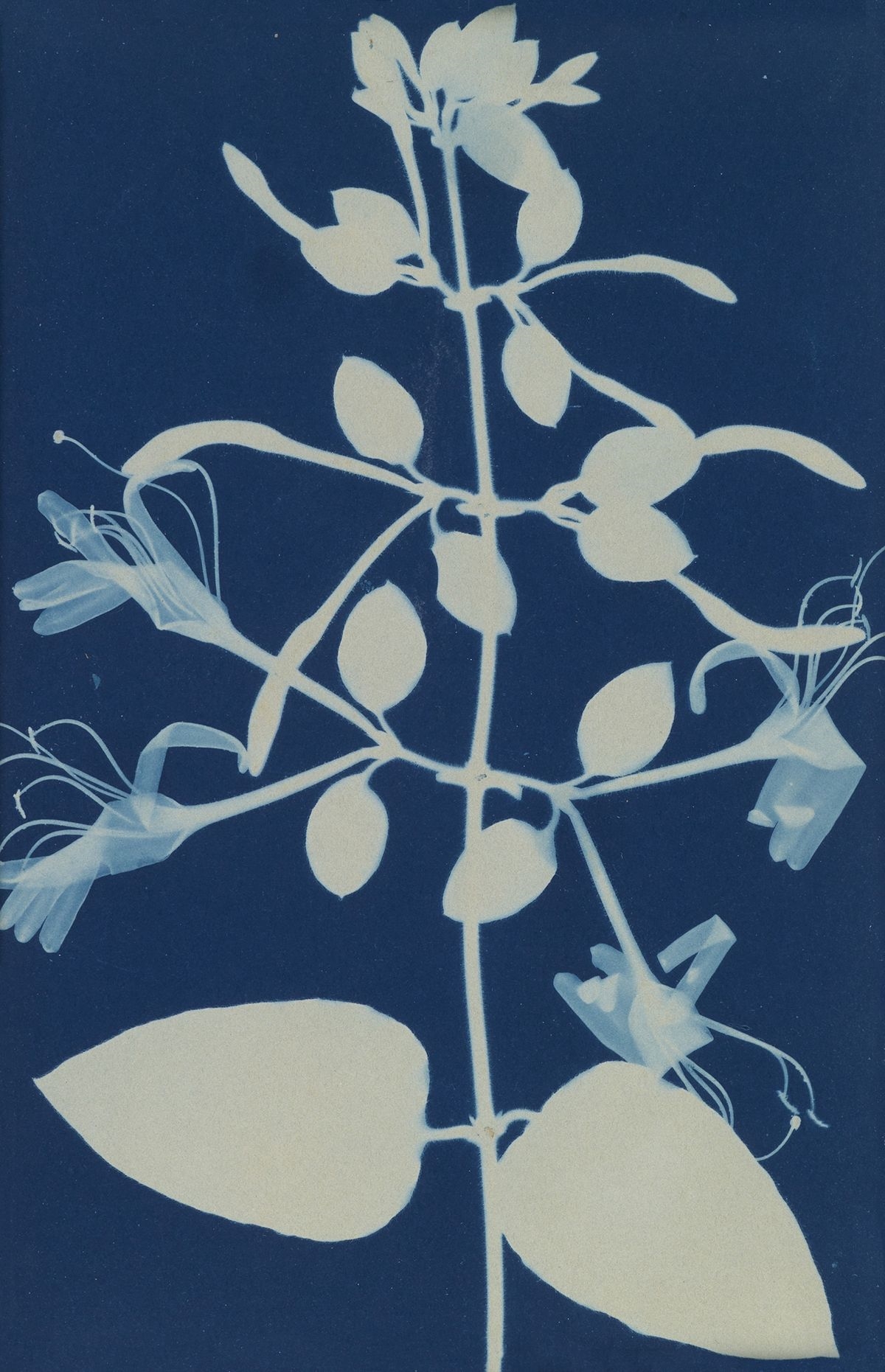 Bertha Jaques | Group of 9 rich photograms of botanical specimens ...