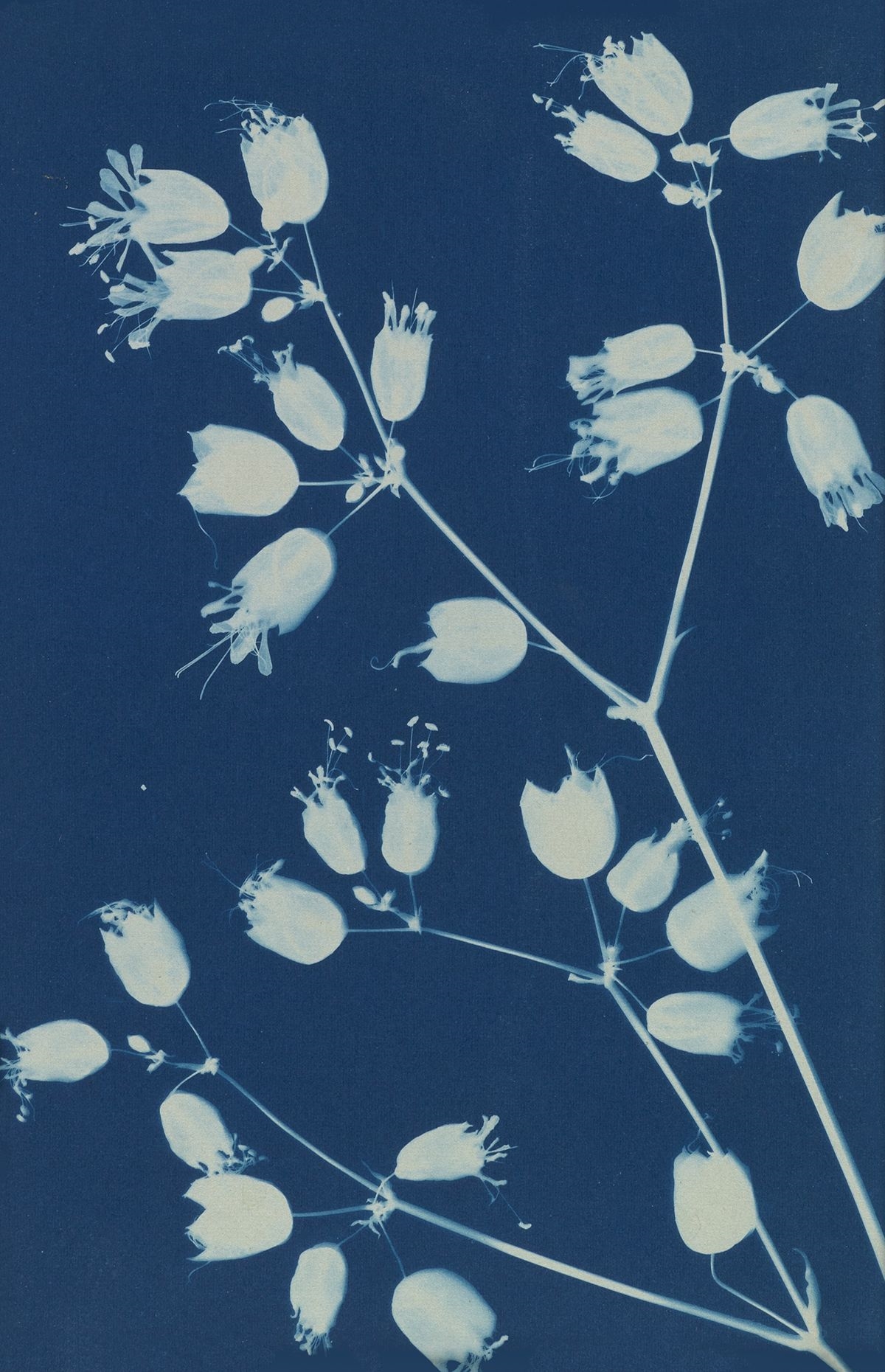 Bertha Jaques | Group of 9 rich photograms of botanical specimens ...