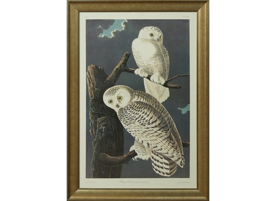 John James Audubon | Snowy Owl | MutualArt