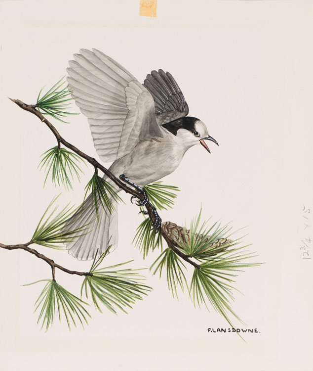 James Fenwick Lansdowne | Wagtail | MutualArt