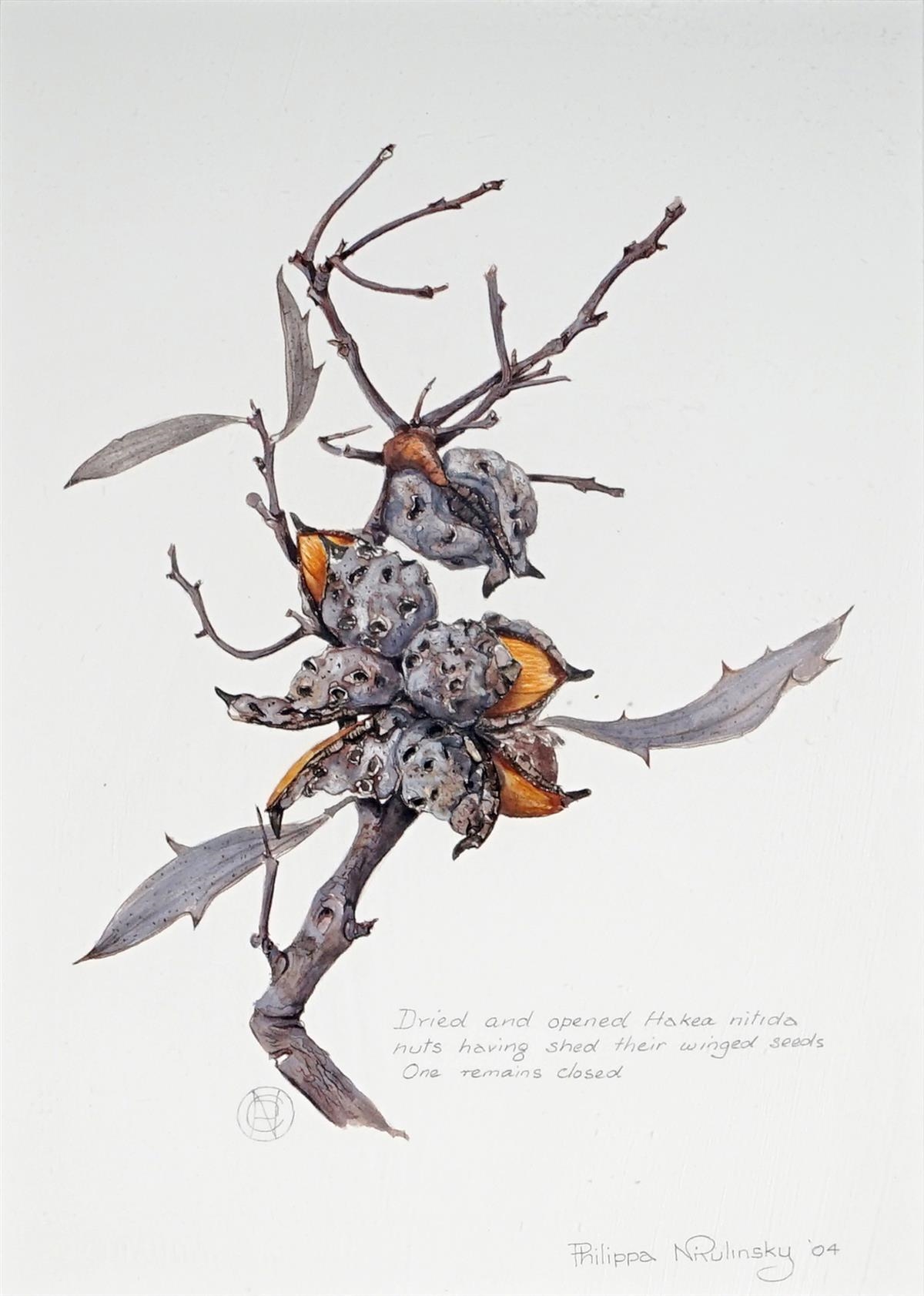 Philippa Nikulinsky | Banksia Littoralis, 2002 & Hakea Nitida (2004 ...