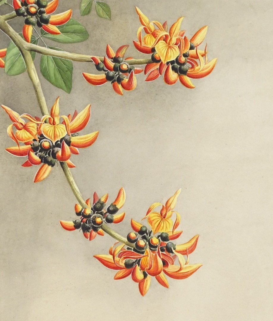 S.G. ThakurSingh | Botanical study, Butea Frondosa Roxb (1943) | MutualArt