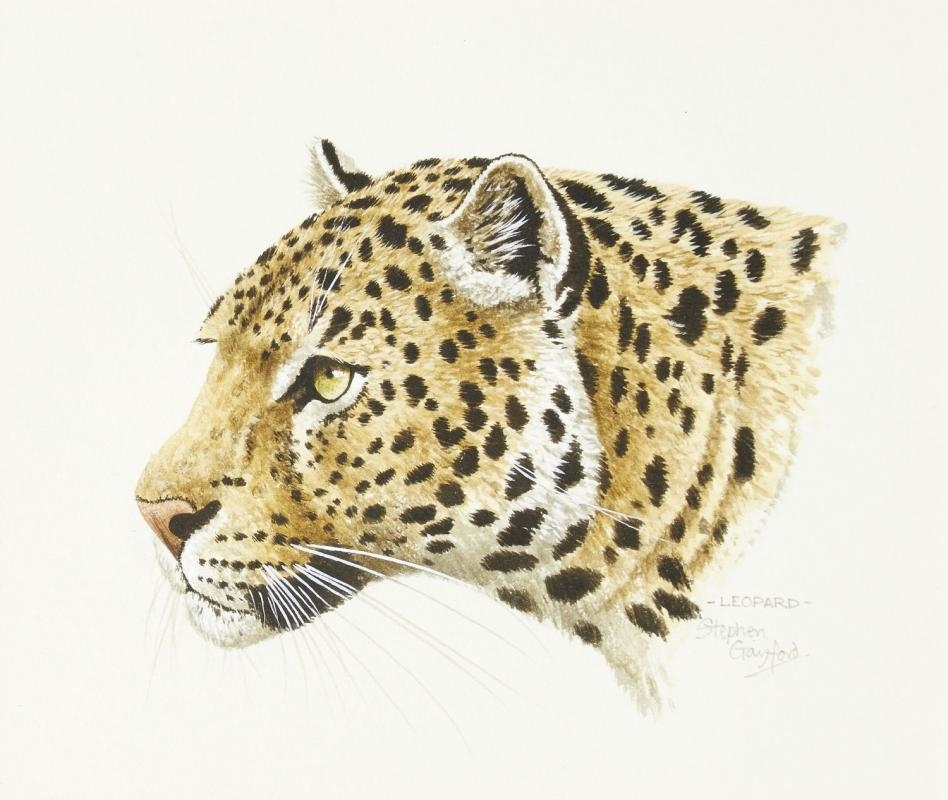 Stephen Gayford | 'Indian Tiger' and 'Leopard' | MutualArt