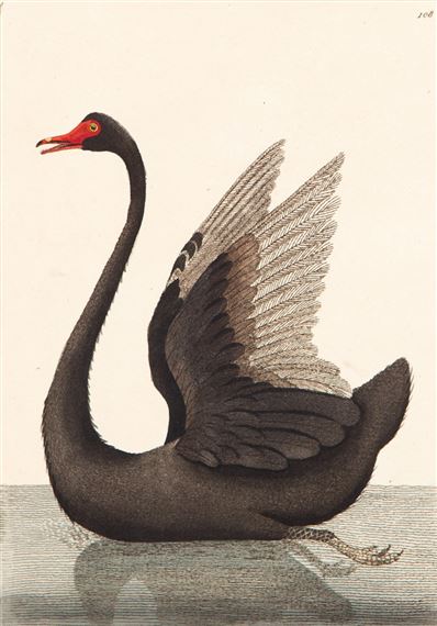 Frederick Polydore Nodder | THE BLACK SWAN (1792) | MutualArt