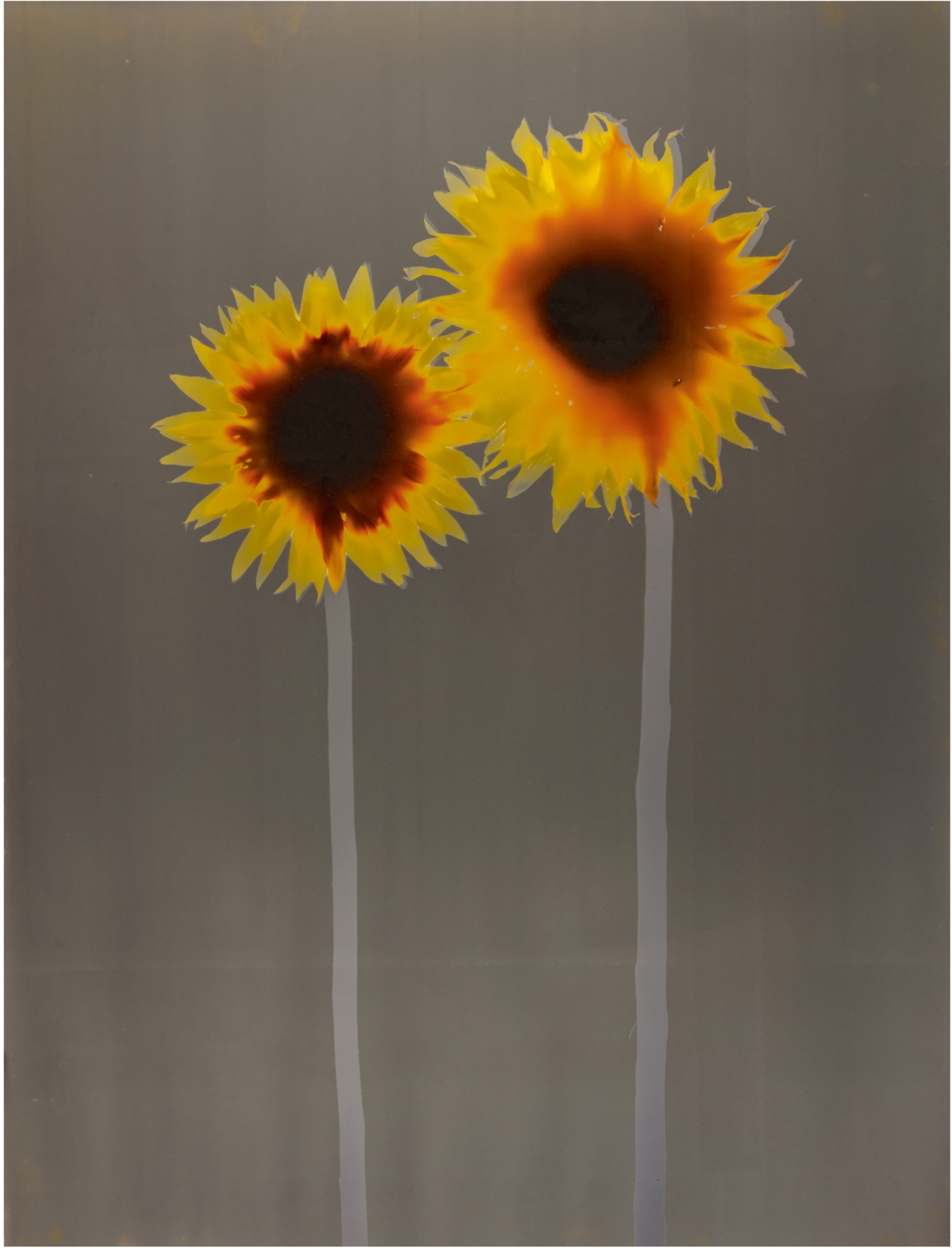 Adam Fuss | Untitled (Large Flowers, Plants) (1994) | MutualArt