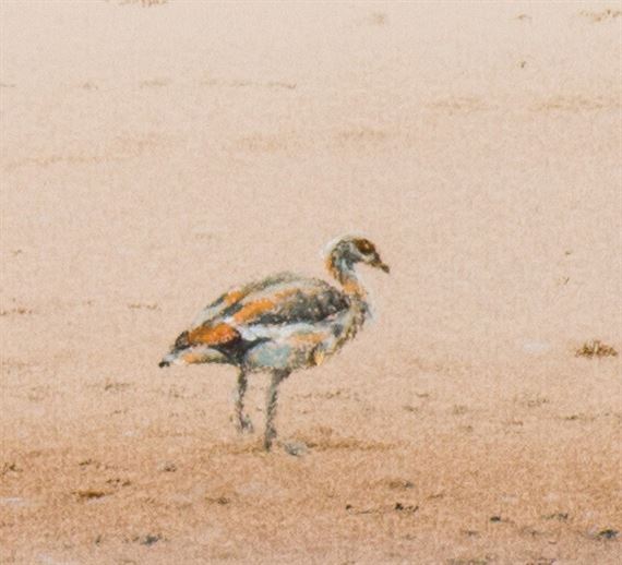 Paul Bosman | Egyptian Goose | MutualArt