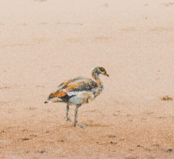 Paul Bosman | Egyptian Goose | MutualArt